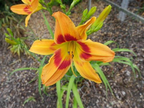 2021 Tall Daylily photos, up up and away in the Daylilies forum ...