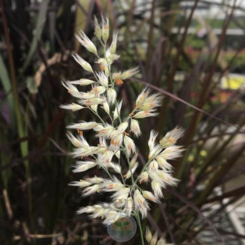 Ruby Grass (Melinis nerviglumis Pink Crystals®) - Garden.org