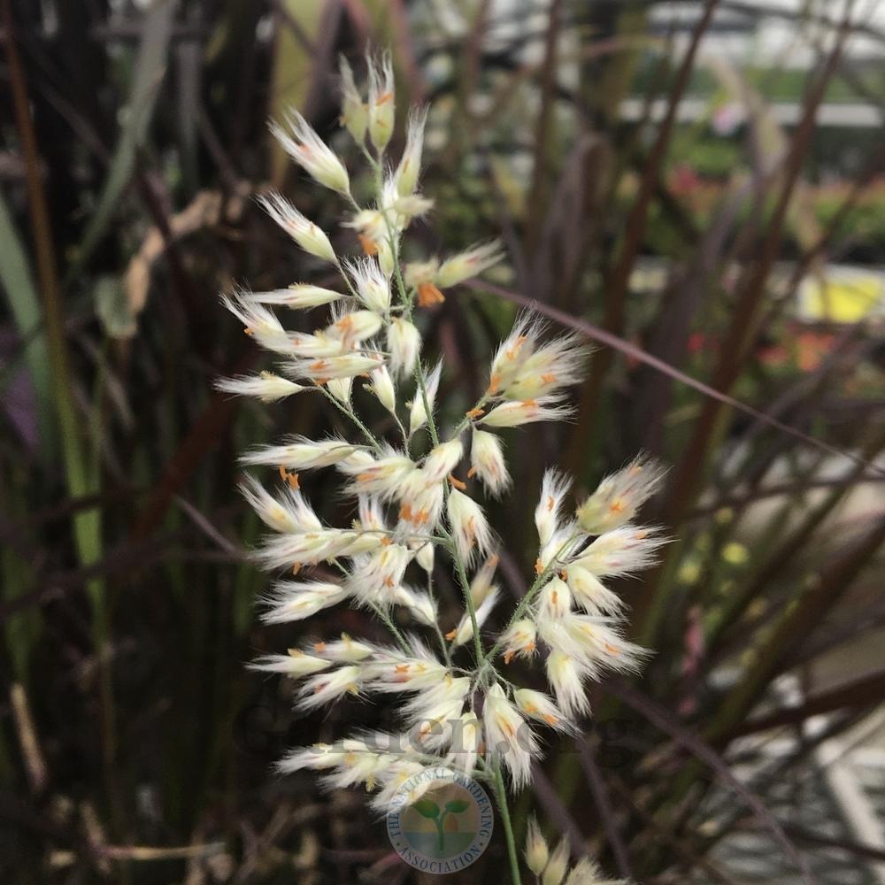 Ruby Grass (Melinis nerviglumis Pink Crystals®) - Garden.org
