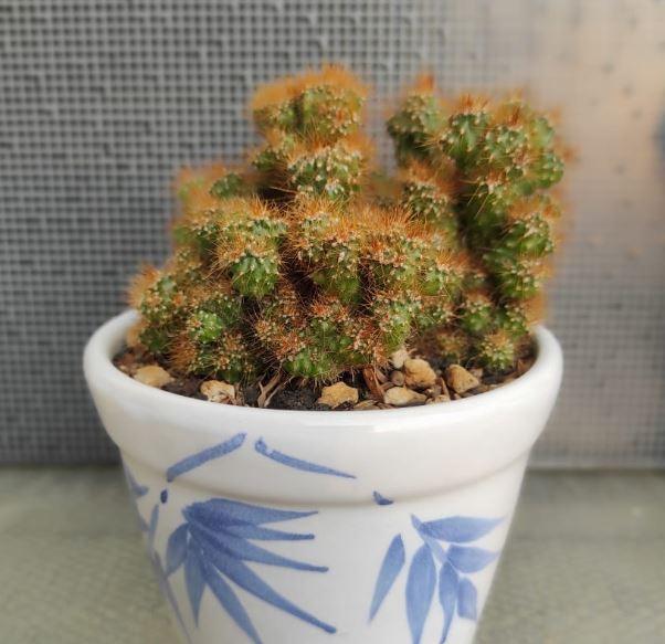 Mandacaru (Cereus jamacaru 'Monstrosus') - Garden.org