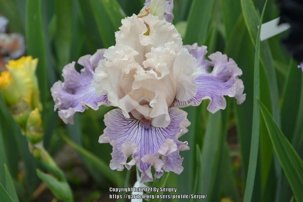 Photo of the bloom of Tall Bearded Iris (Iris 'Poetic Mist') posted by ...