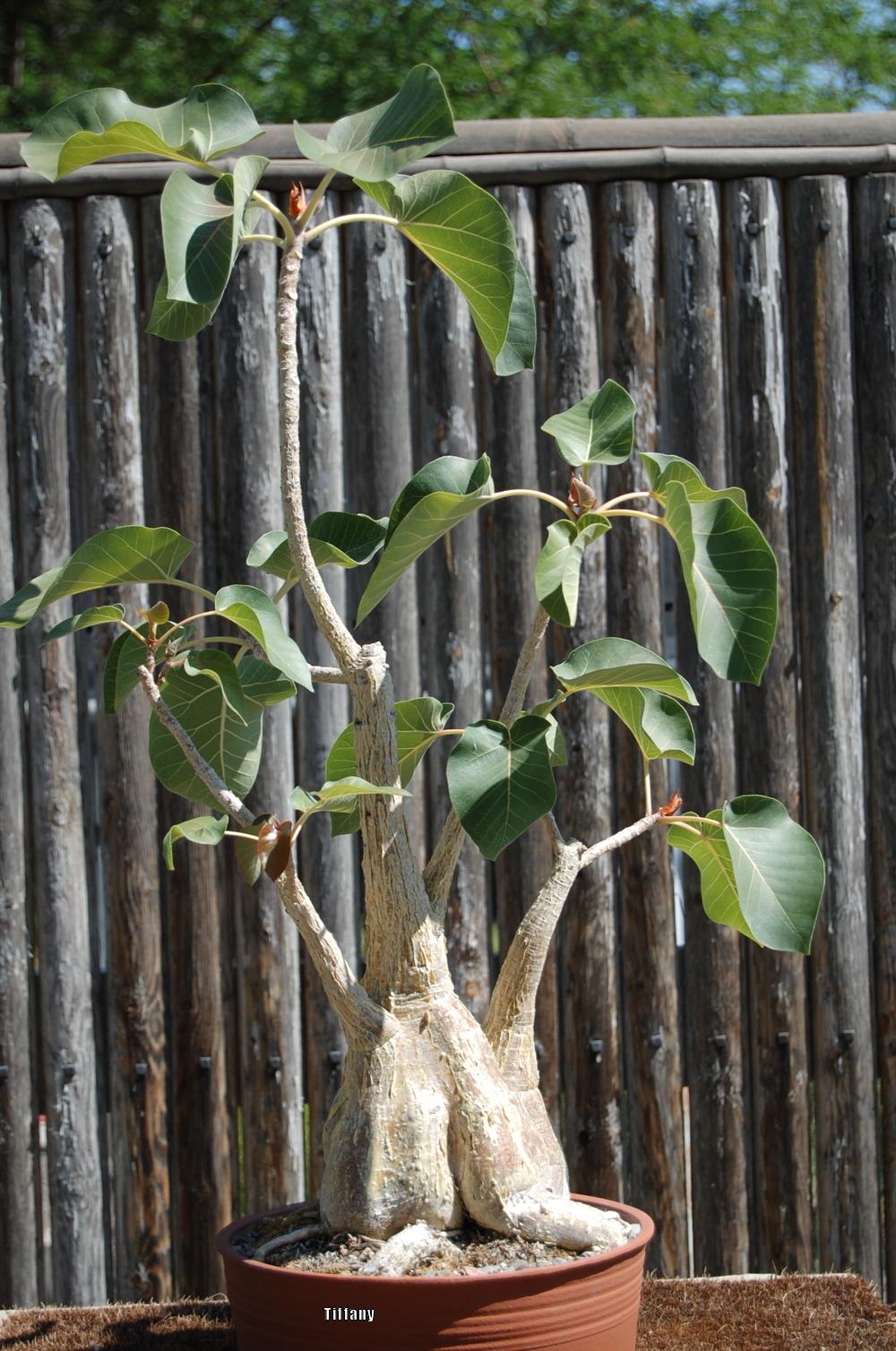 Photo of the entire plant of Rock Fig (Ficus petiolaris) posted by ...