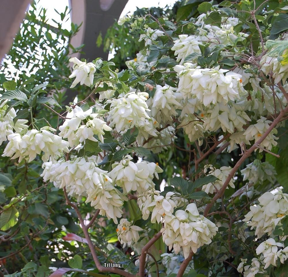 White Mussaenda (Mussaenda philippica 'Donna Aurora') - Garden.org