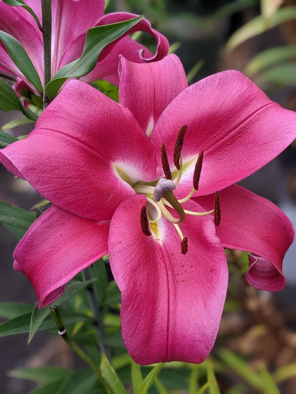 Lily (Lilium 'Resolute') in the Lilies Database - Garden.org