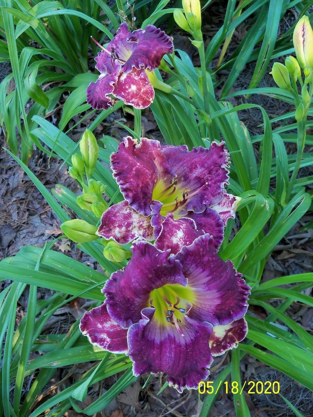 Daylily of the Day: Vanishing Mist in the Plants of the Day forum ...