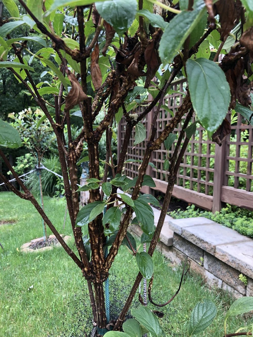 Hydrangea covered with ants in the Ask a Question forum - Garden.org