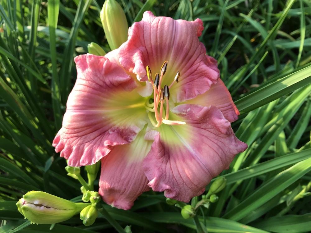 Daylily (Hemerocallis 'Passing Fancy') in the Daylilies Database - Garden.org