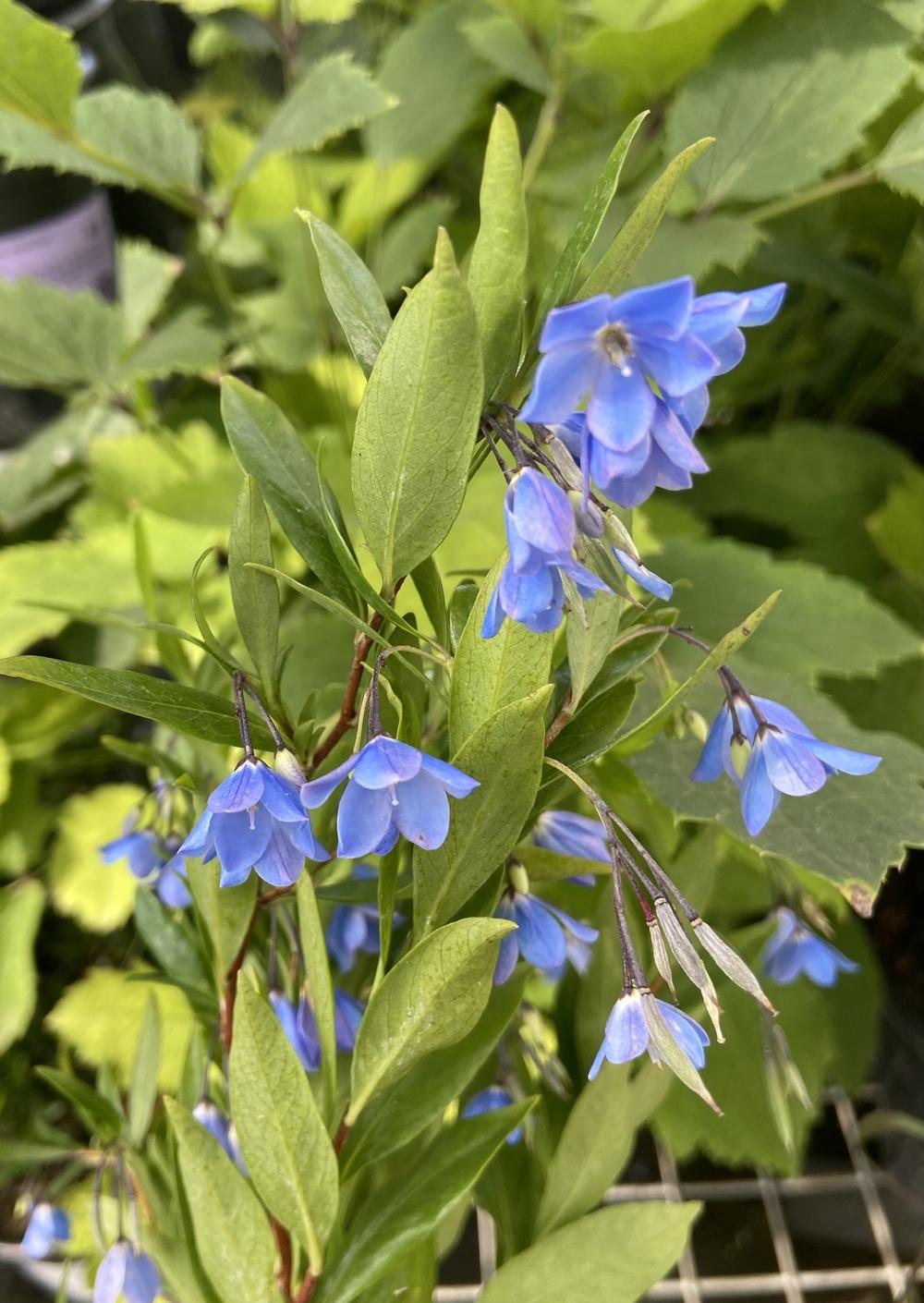 Bluebell Creeper (Sollya heterophylla) - Garden.org