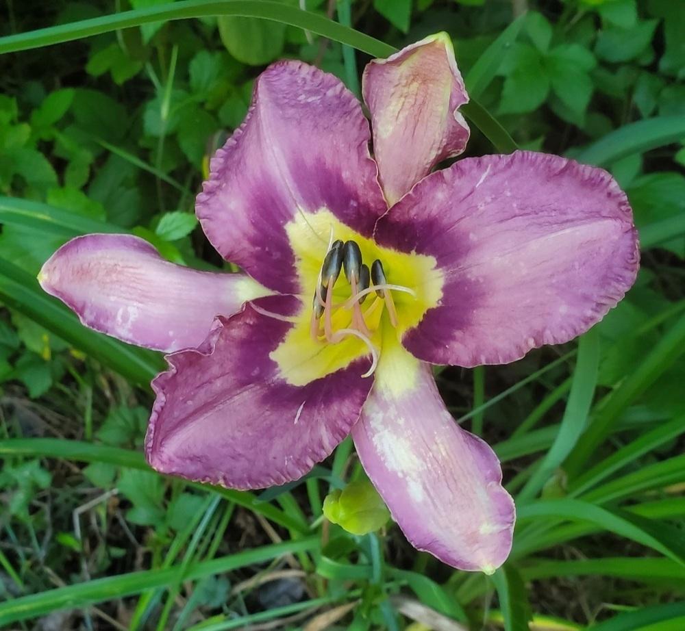 Photo of the bloom of Daylily (Hemerocallis 'Chinese Temple Flower ...
