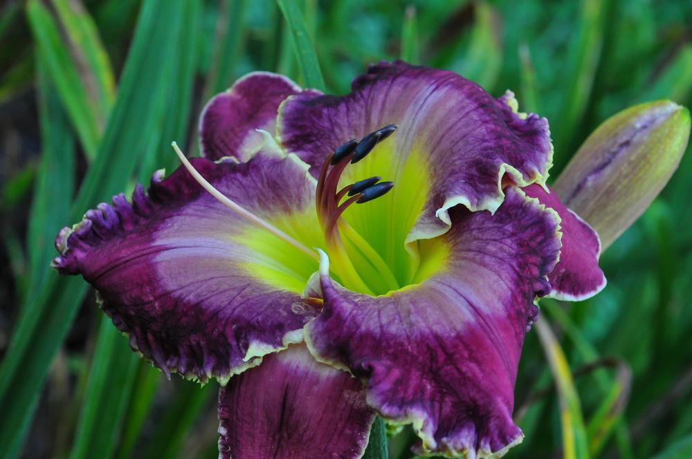 Photo of the bloom of Daylily (Hemerocallis 'Talquin's June Bug ...