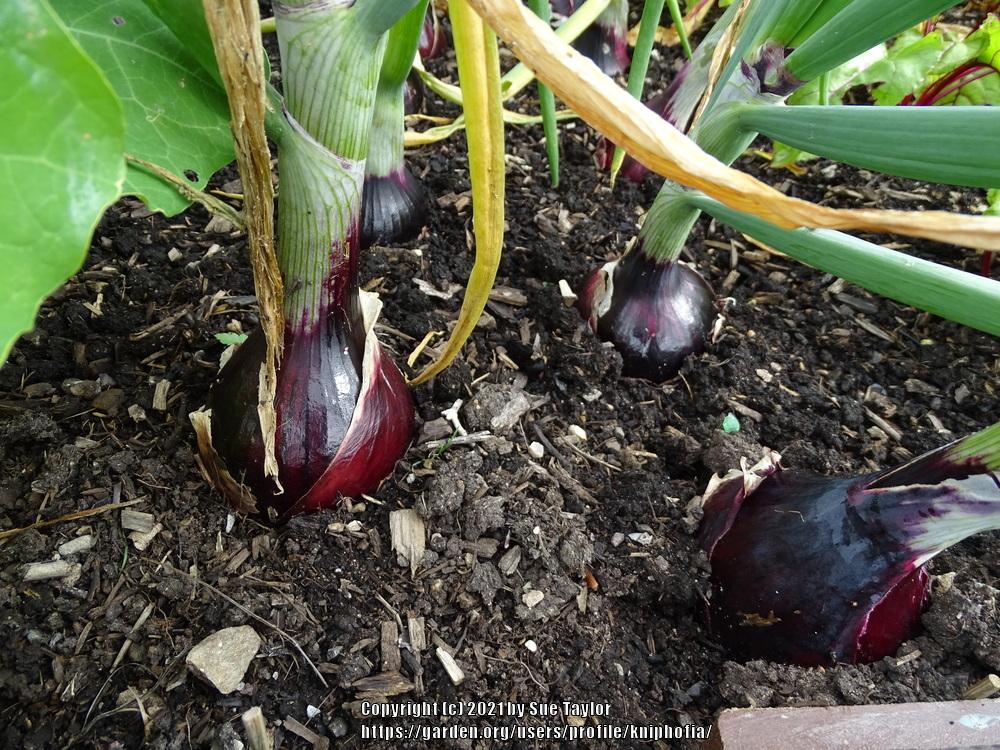 Onion (Allium cepa 'Red Ray') in the Onions Database - Garden.org