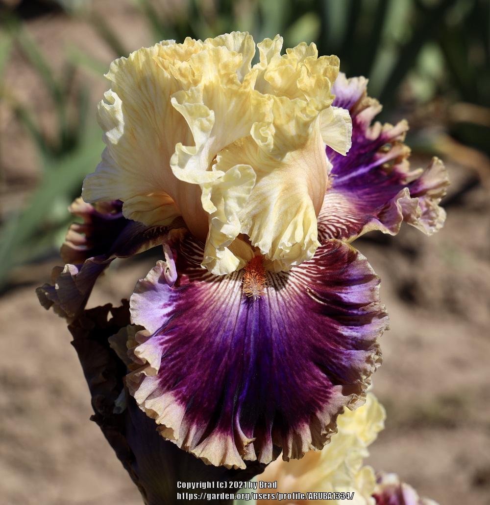 Photo of the bloom of Tall Bearded Iris (Iris 'Coat of Many Colors ...