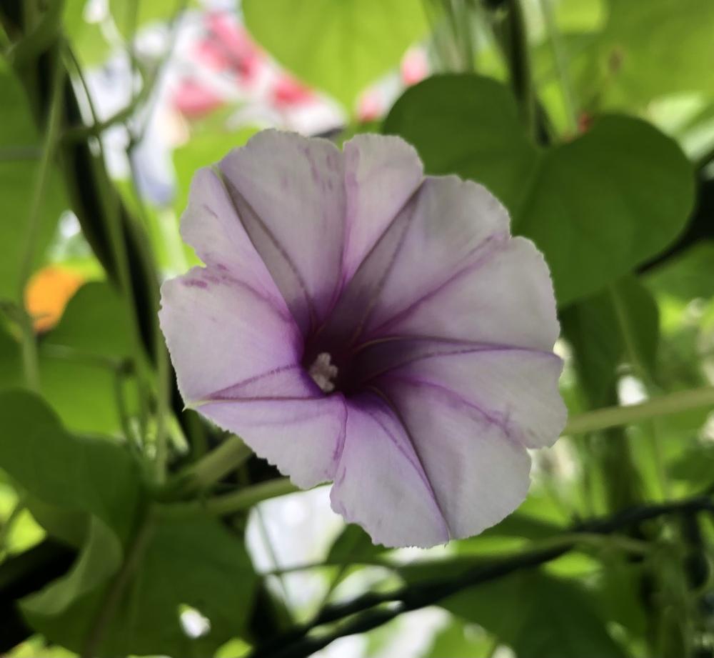 Purple Moonflower (Ipomoea muricata) in the Morning Glories Database ...