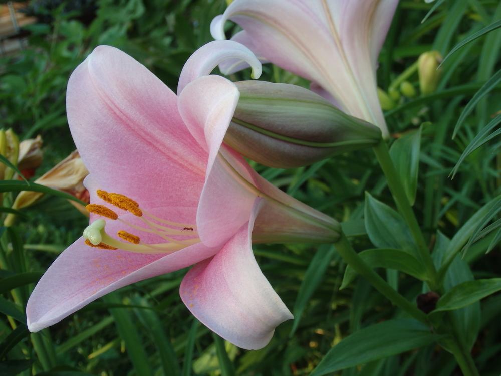 Photo of the bloom of Lily (Lilium 'Dancing Lady') posted by ...