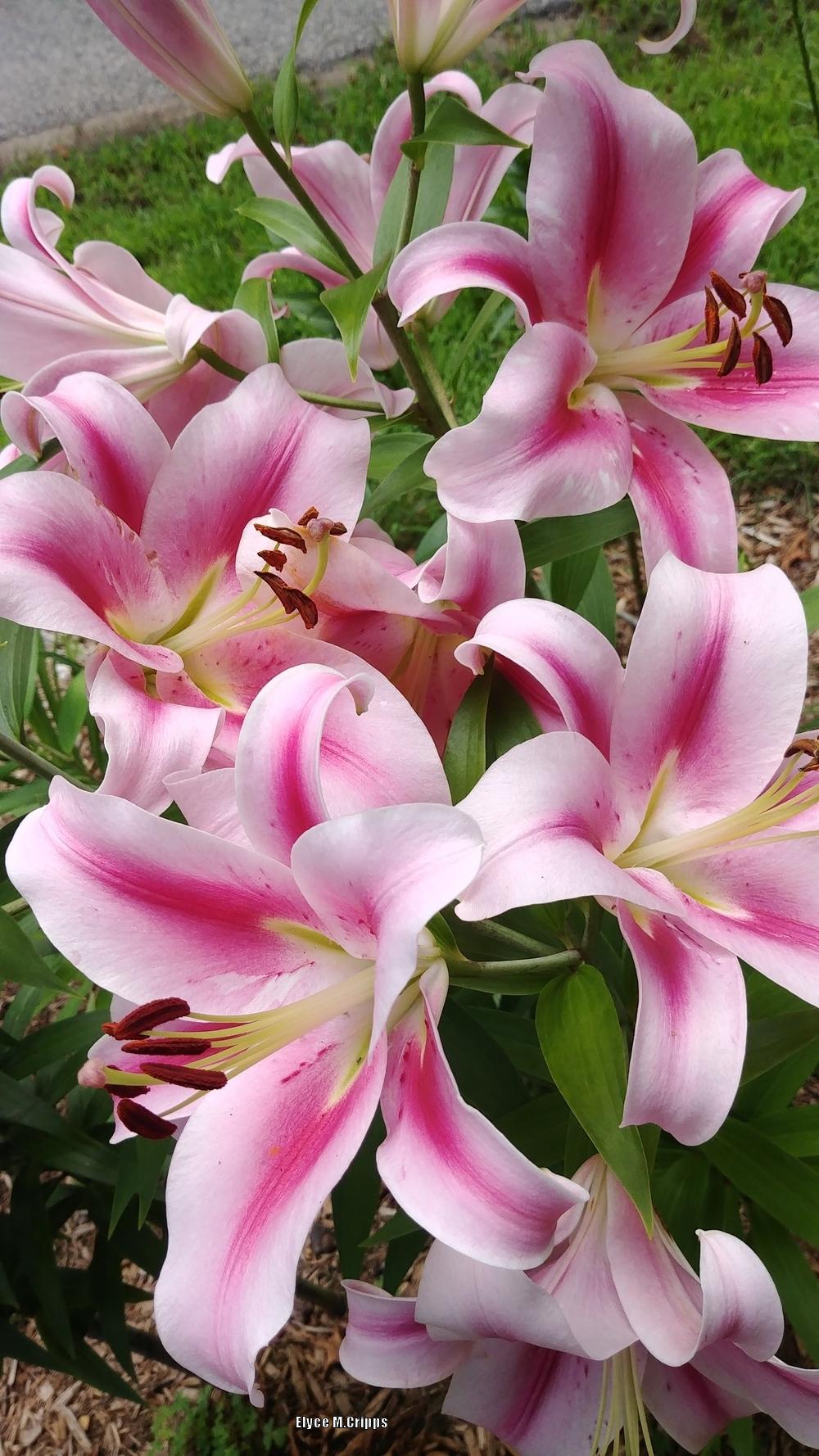 Lily (Lilium 'Frontera') in the Lilies Database - Garden.org