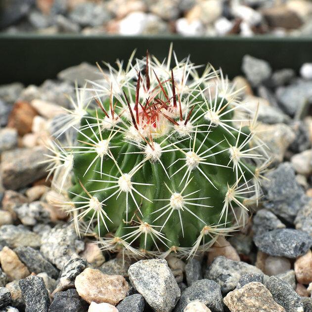 Stenocactus (Stenocactus ochoterenanus) - Garden.org