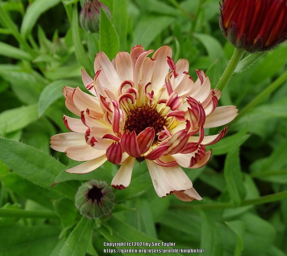 Pot Marigold (Calendula officinalis 'Touch of Red Buff') - Garden.org