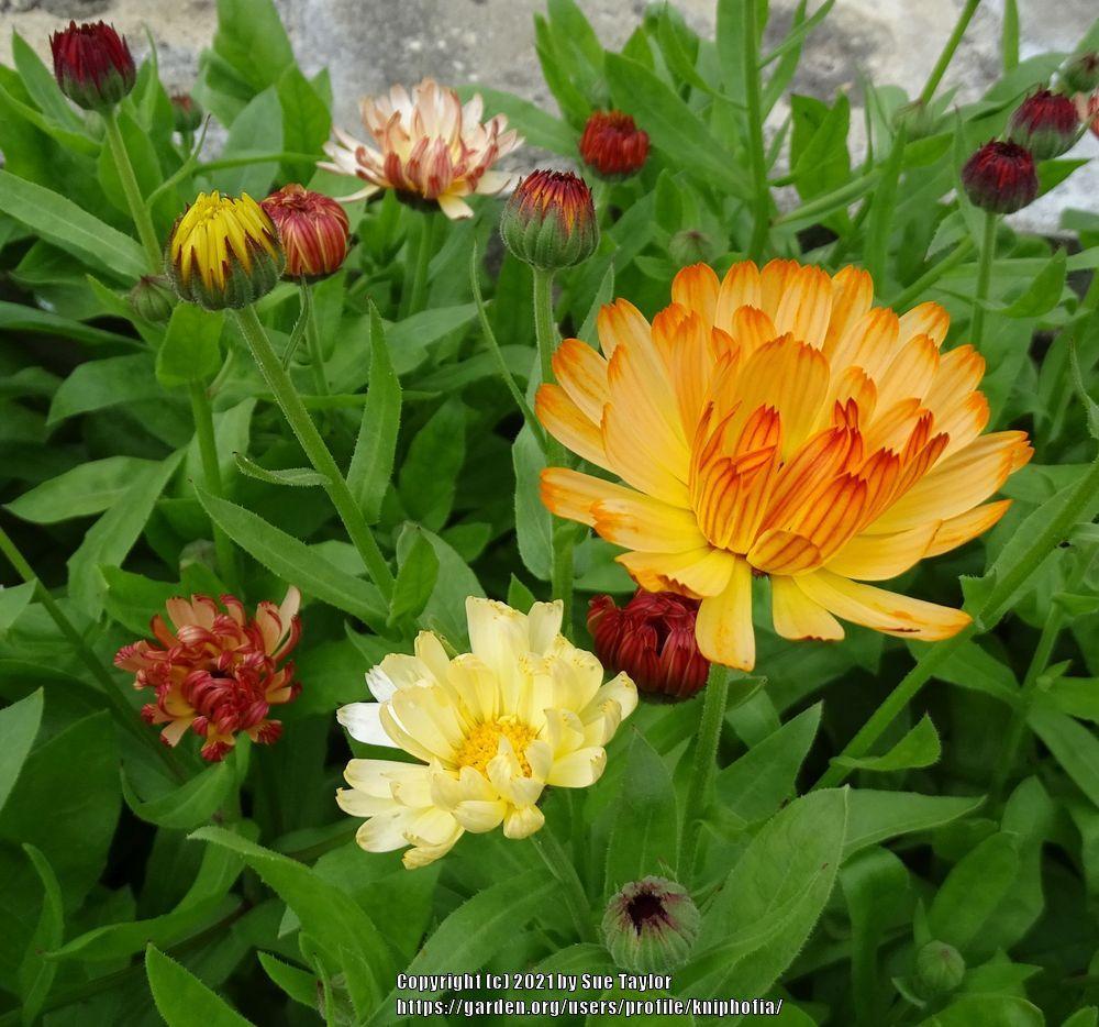 Pot Marigold (Calendula officinalis 'Sunset Buff') - Garden.org