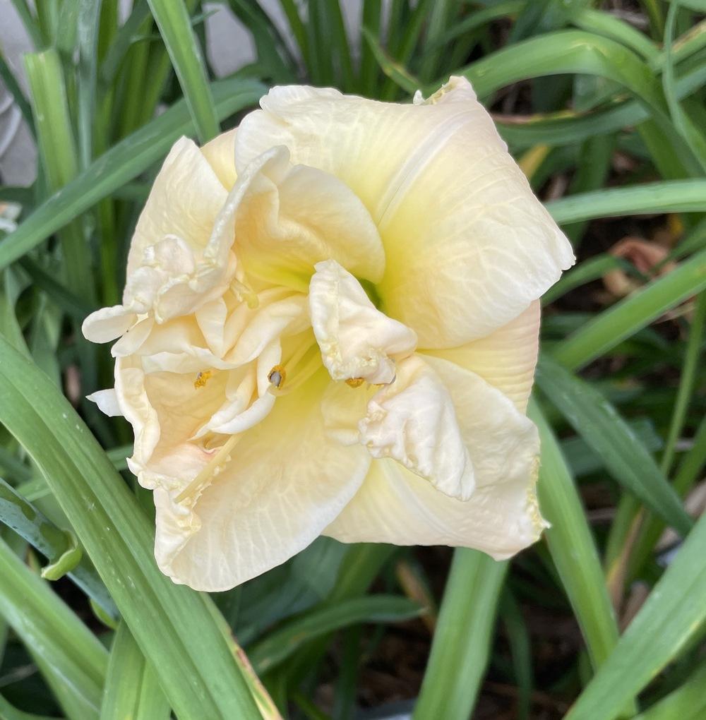 Daylily (Hemerocallis 'Sara Griffin Jackson, R.N.') in the Daylilies Database - Garden.org