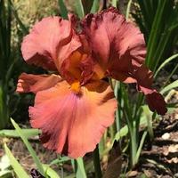 Tall Bearded Iris (Iris 'Gracie Pfost') in the Irises Database - Garden.org