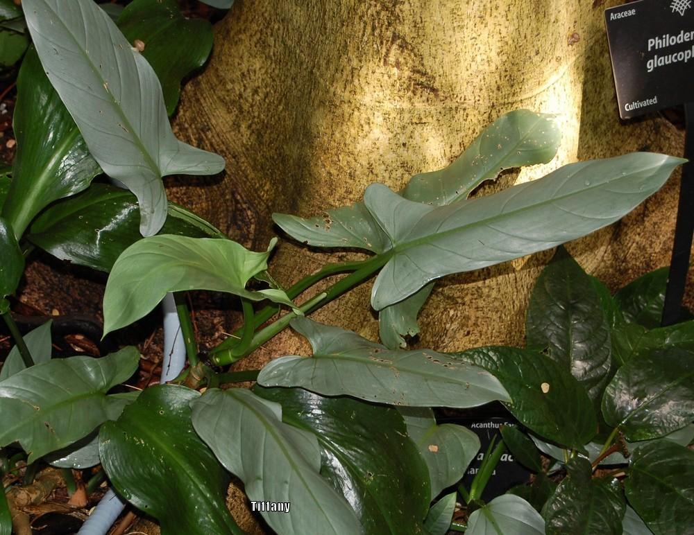 Spade-Leaf Philodendron (Philodendron hastatum) in the Philodendrons ...