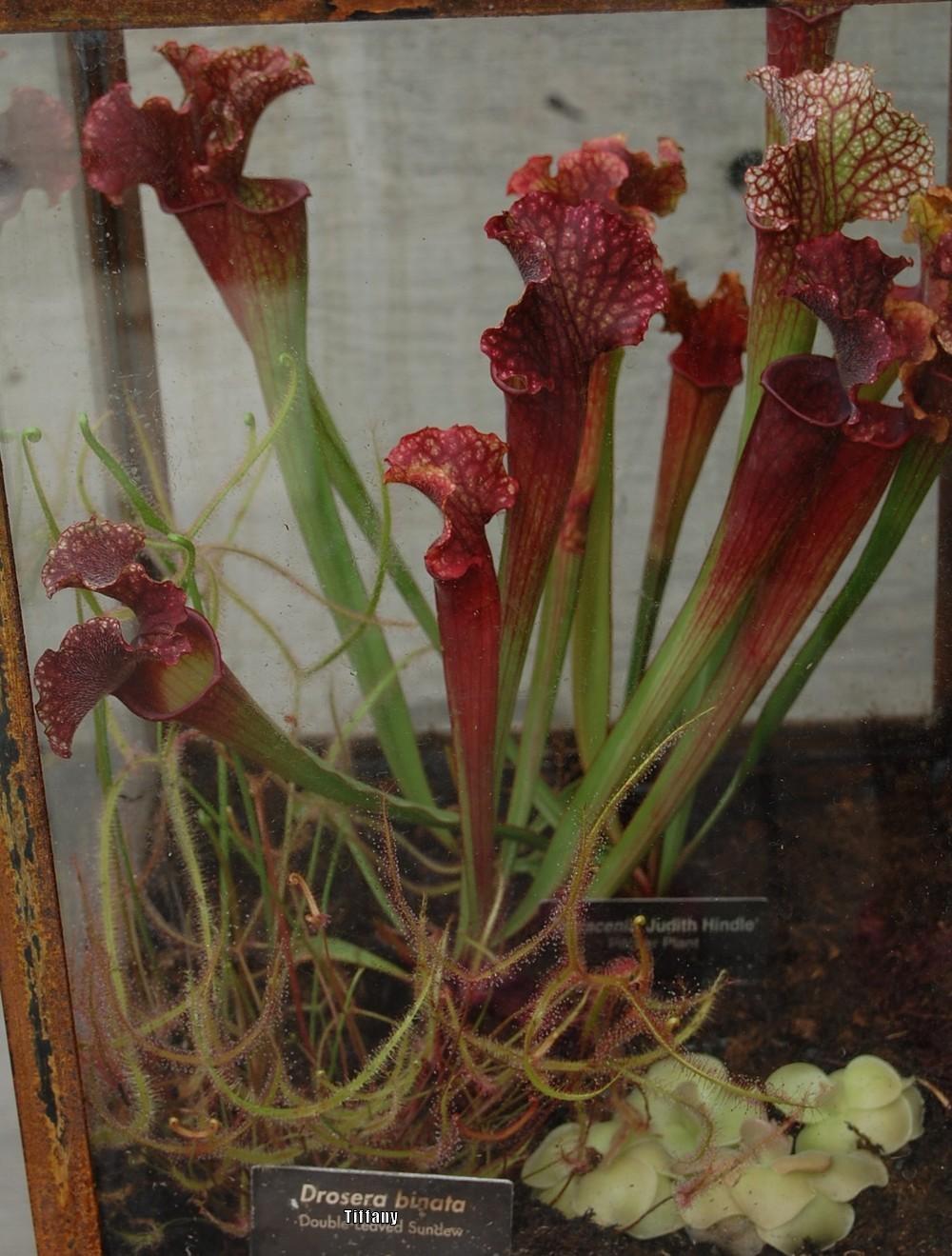 Pitcher Plant (Sarracenia 'Judith Hindle') in the Pitcher Plants ...