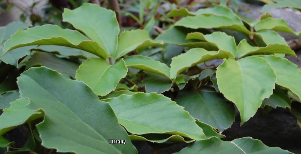 Photo of the leaves of Chestnut Vine (Tetrastigma voinierianum) posted ...