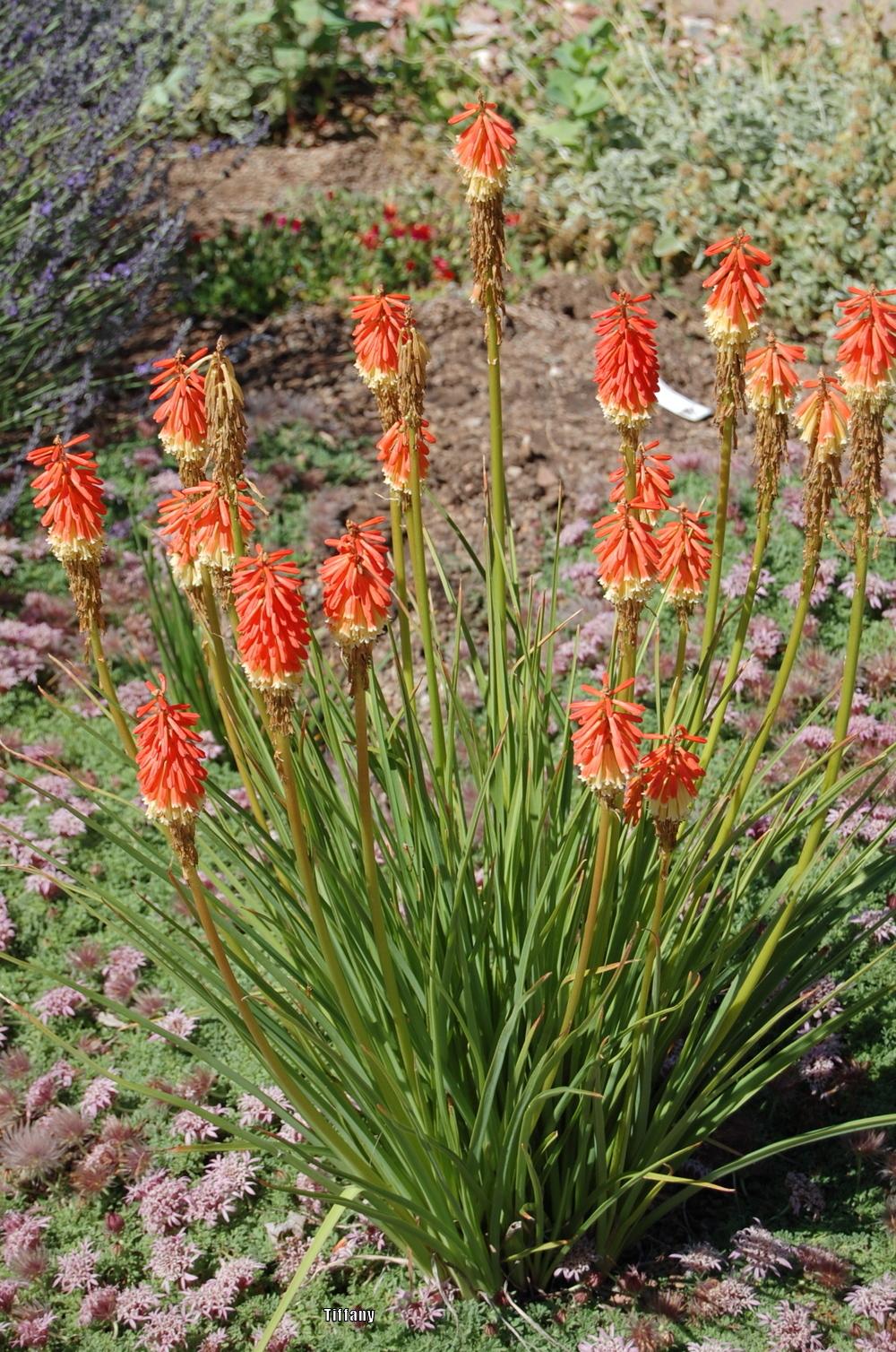 Torch Lilies: Plant Care and Collection of Varieties - Garden.org