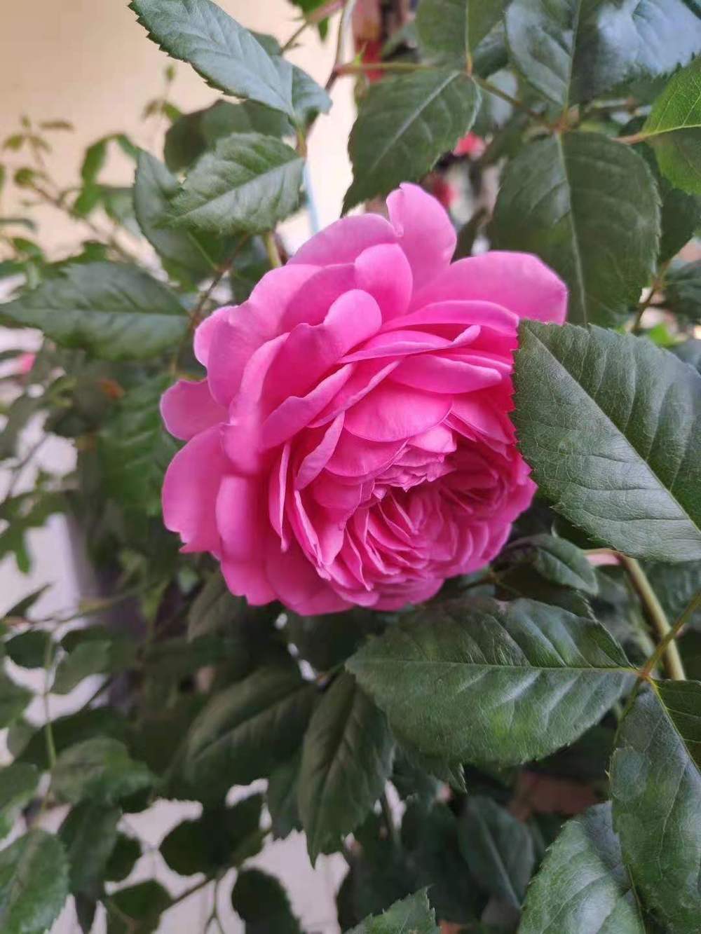 Rose (Rosa 'Wisley') in the Roses Database - Garden.org