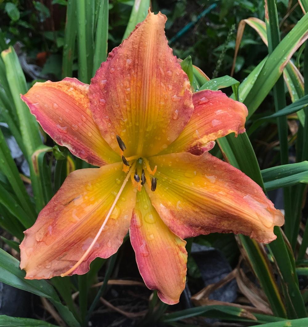 Daylily (Hemerocallis 'Empress of China') in the Daylilies Database ...