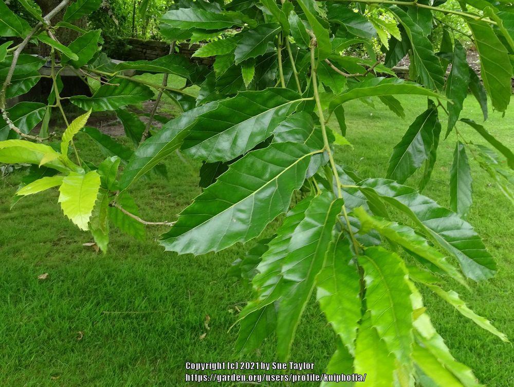 Photo of the leaves of Sawtooth Oak (Quercus acutissima) posted by ...