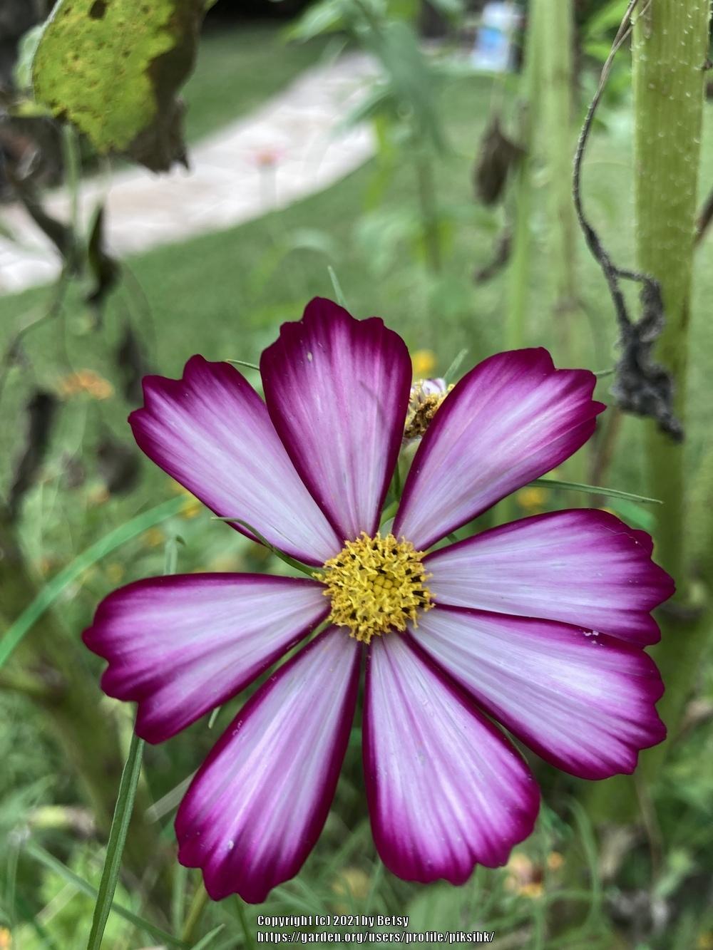 Cosmos: Plant Care and Collection of Varieties - Garden.org