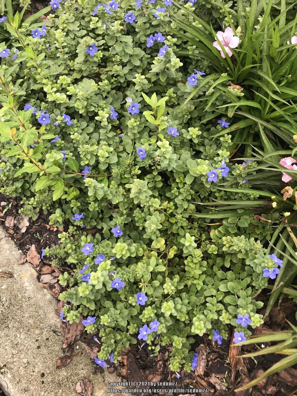 Photo of the entire plant of Blue Daze (Evolvulus glomeratus) posted by ...