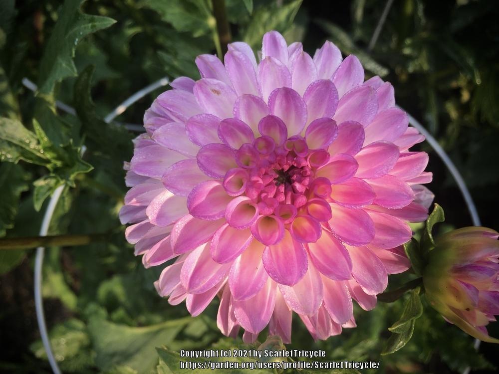 Dahlia 'Precious' in the Dahlias Database - Garden.org