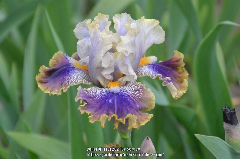 Photo of the bloom of Tall Bearded Iris (Iris 'Rare Blend') posted by ...