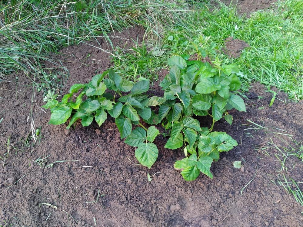 Thornless Trailing Blackberry (Rubus 'Columbia Giant') in the Rubus ...