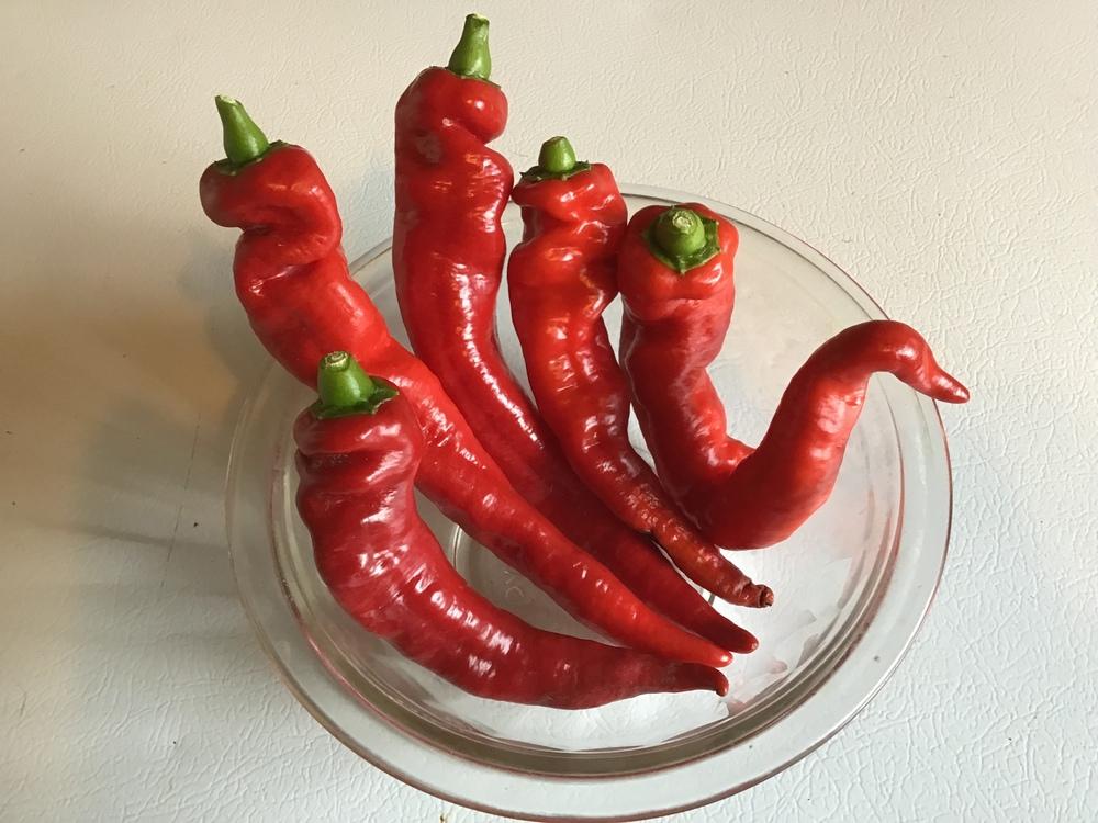 Hot Pepper (Capsicum annuum 'Cayenne Large Red Thick') in the Peppers ...