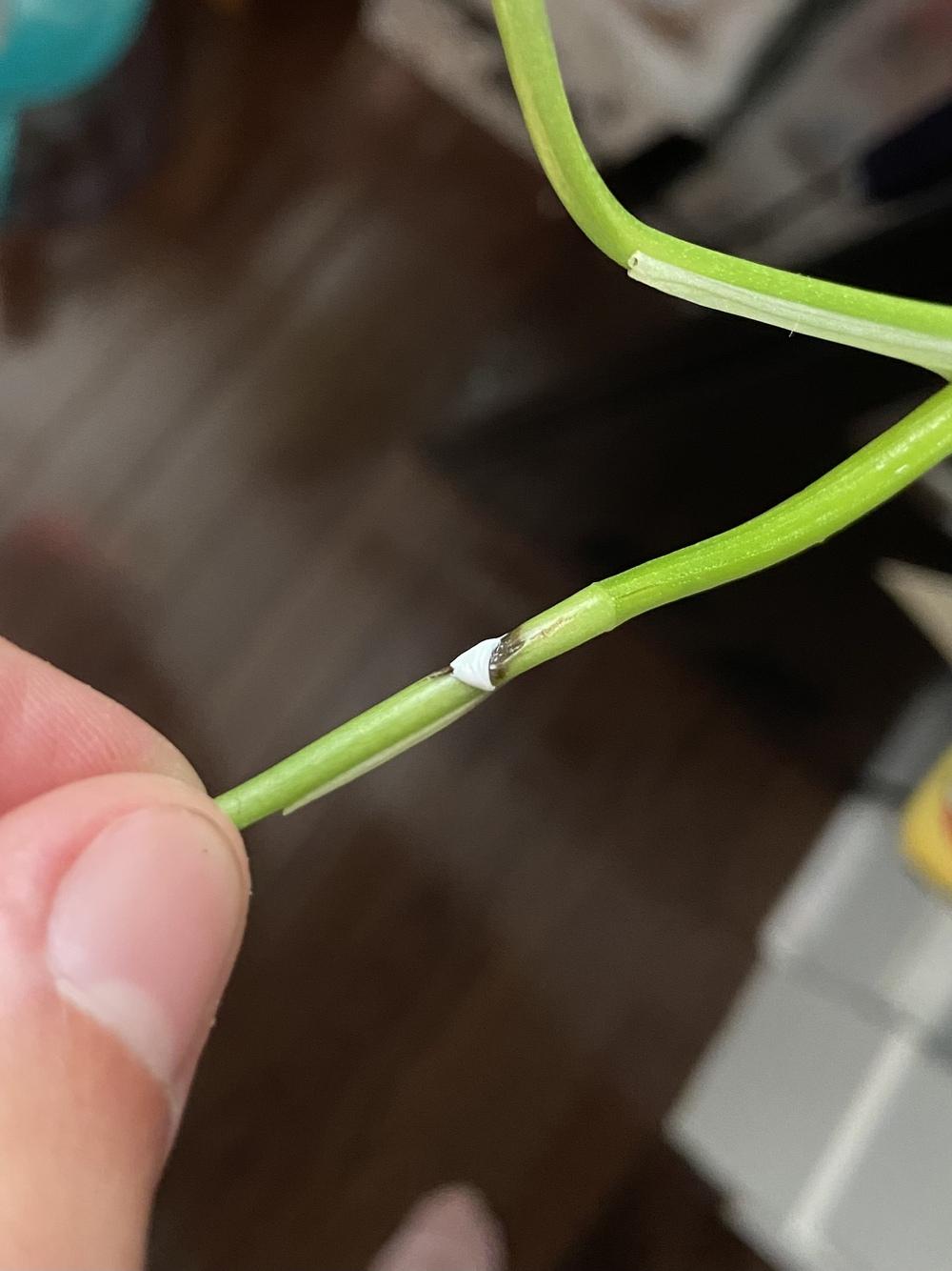 White liquid coming from plant? in the Ask a Question forum - Garden.org