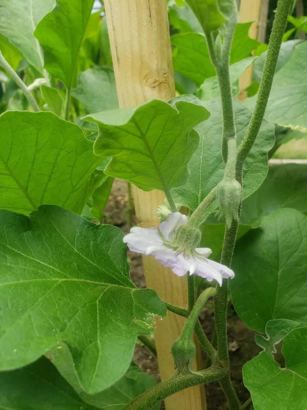 Eggplant Reports. This is the Eggplant thread. in the Vegetables and ...