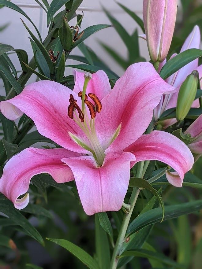 Photo of the bloom of Lily (Lilium 'Frontera') posted by Joy - Garden.org