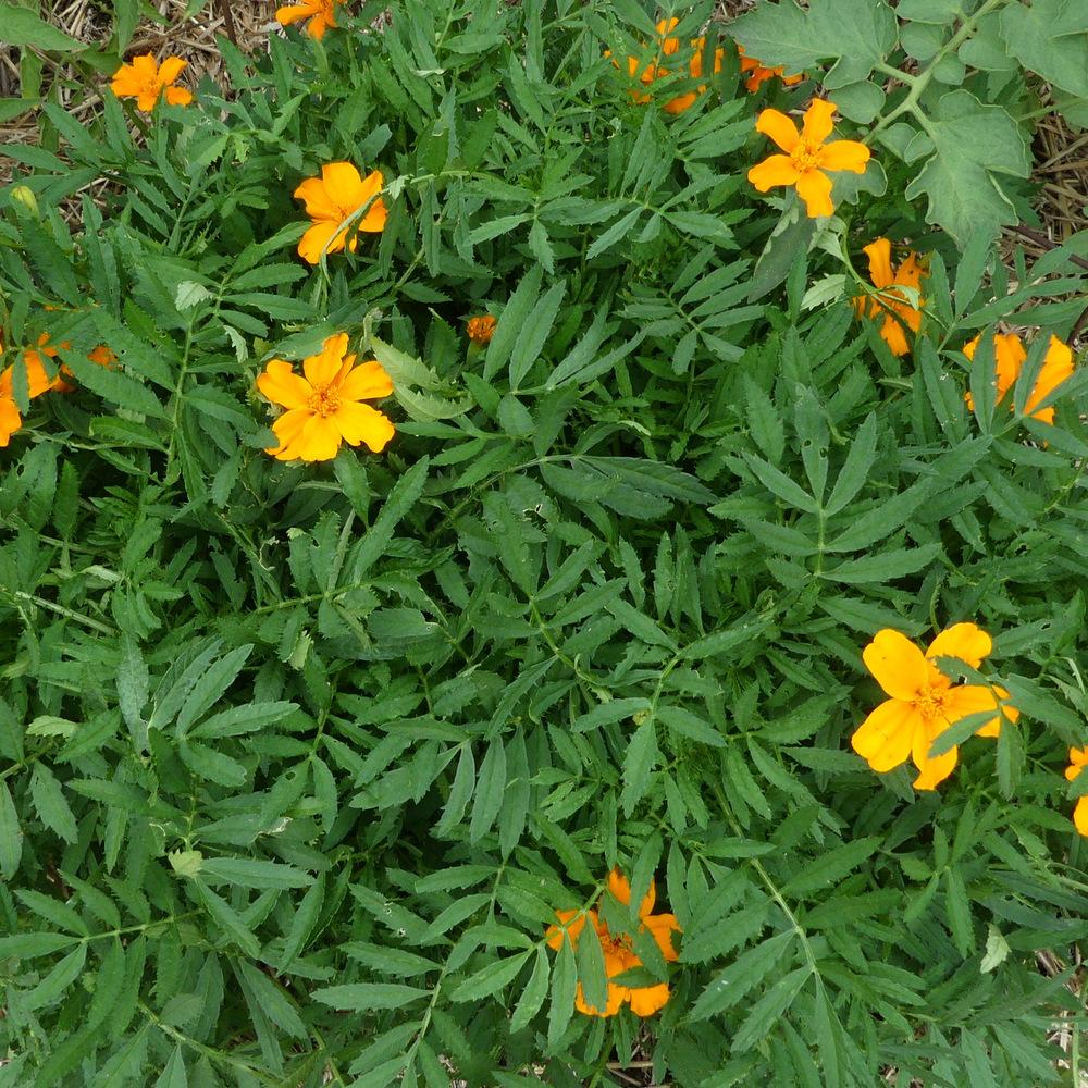 Signet Marigold (Tagetes tenuifolia) - Garden.org