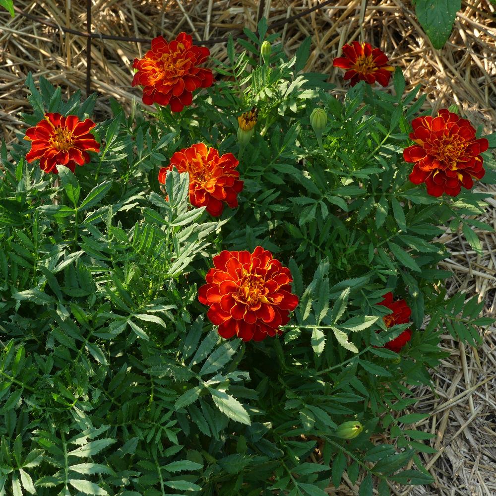 French Marigold (Tagetes erecta Durango™ Red) - Garden.org