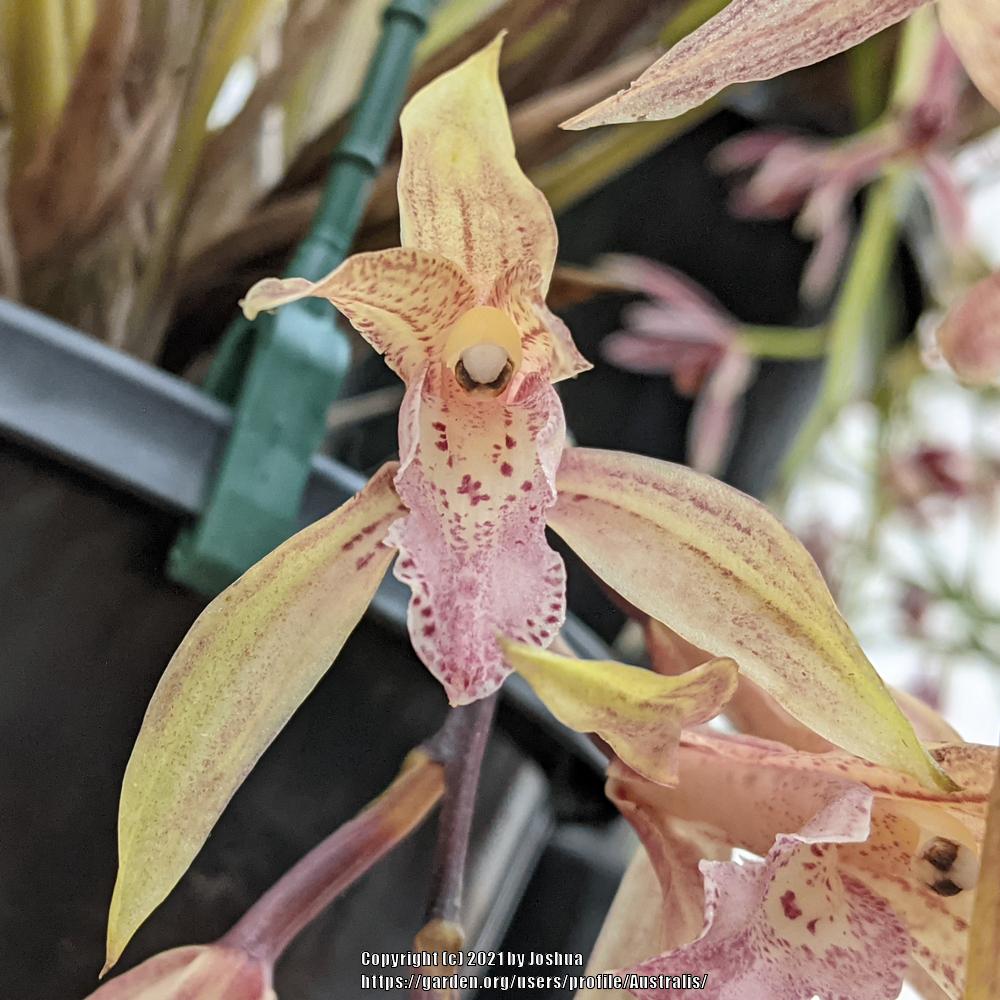 Orchid (Cymbidium whiteae) - Garden.org