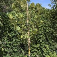 Photo of the seedling or young plant of London Planetree (Platanus x ...