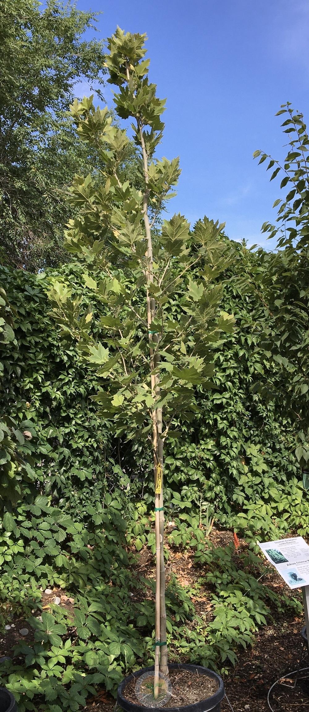 London Planetree (Platanus x hybrida Exclamation!™) - Garden.org
