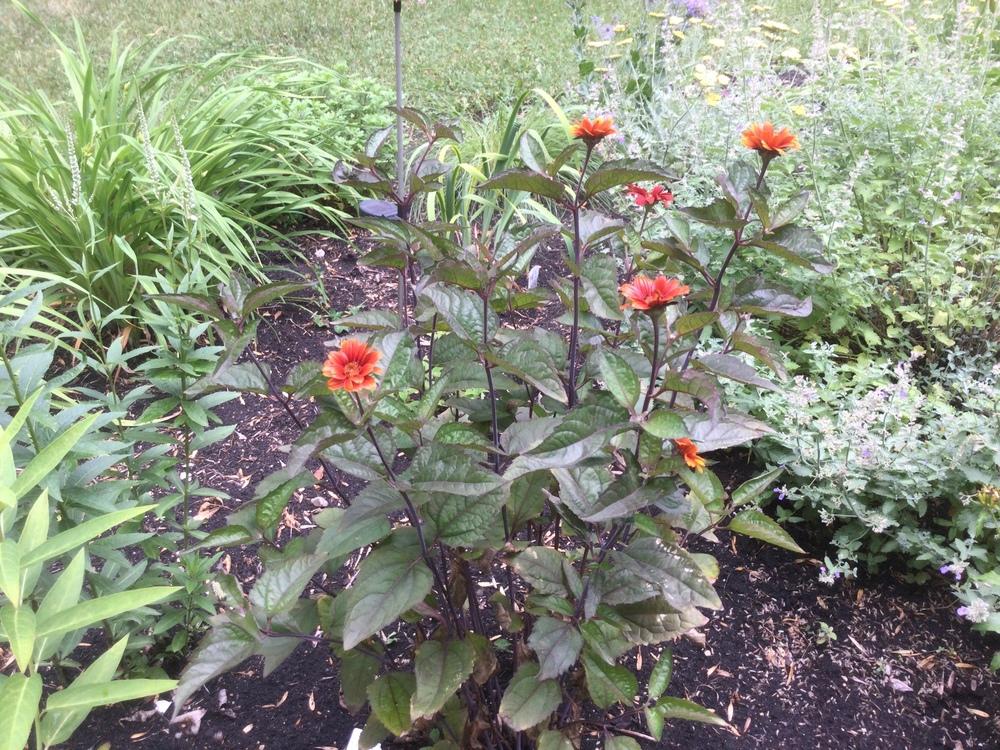 Photo of the entire plant of False Sunflower (Heliopsis helianthoides ...