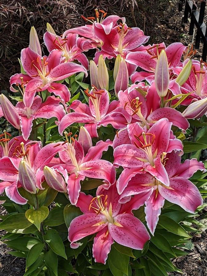 Photo of the bloom of Lily (Lilium Lily Looks™ After Eight) posted by ...