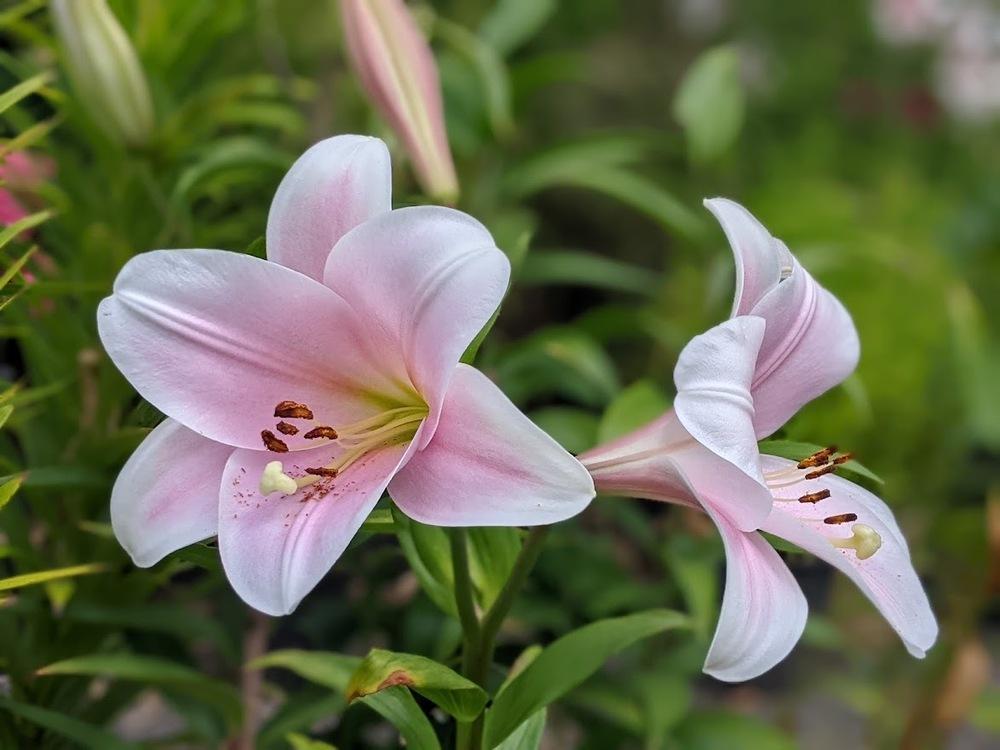 Photo of the bloom of Lily (Lilium 'Cali') posted by Joy - Garden.org