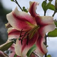Lily (Lilium 'Olympic Torch') in the Lilies Database - Garden.org