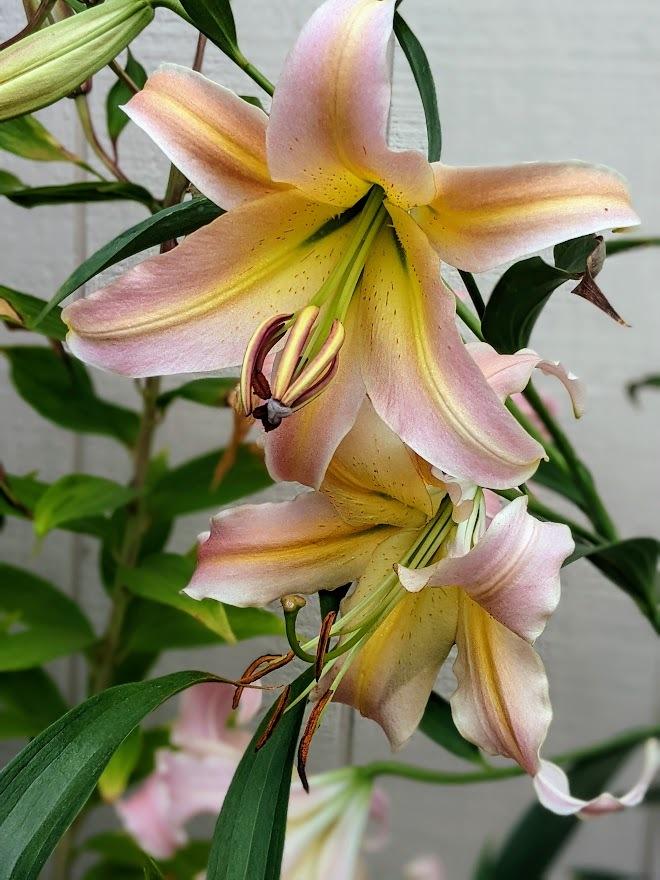 Photo of the bloom of Lily (Lilium 'Elusive') posted by Joy - Garden.org